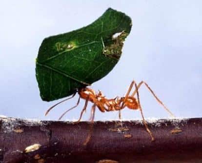 Le Formiche: come vivono e di cosa si cibano