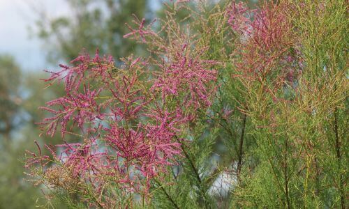 Albero di Tamerice: Adattamento e Sopravvivenza
