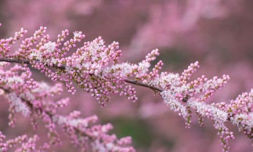 Albero di Tamerice: Adattamento e Sopravvivenza